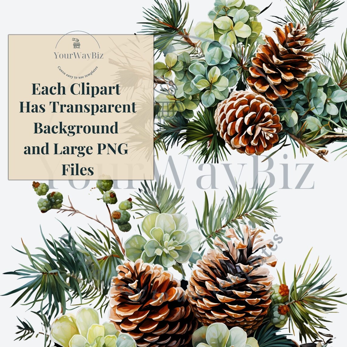 Watercolor Pine Cone Clipart, Botanical Winter PNG (digital File) - Etsy