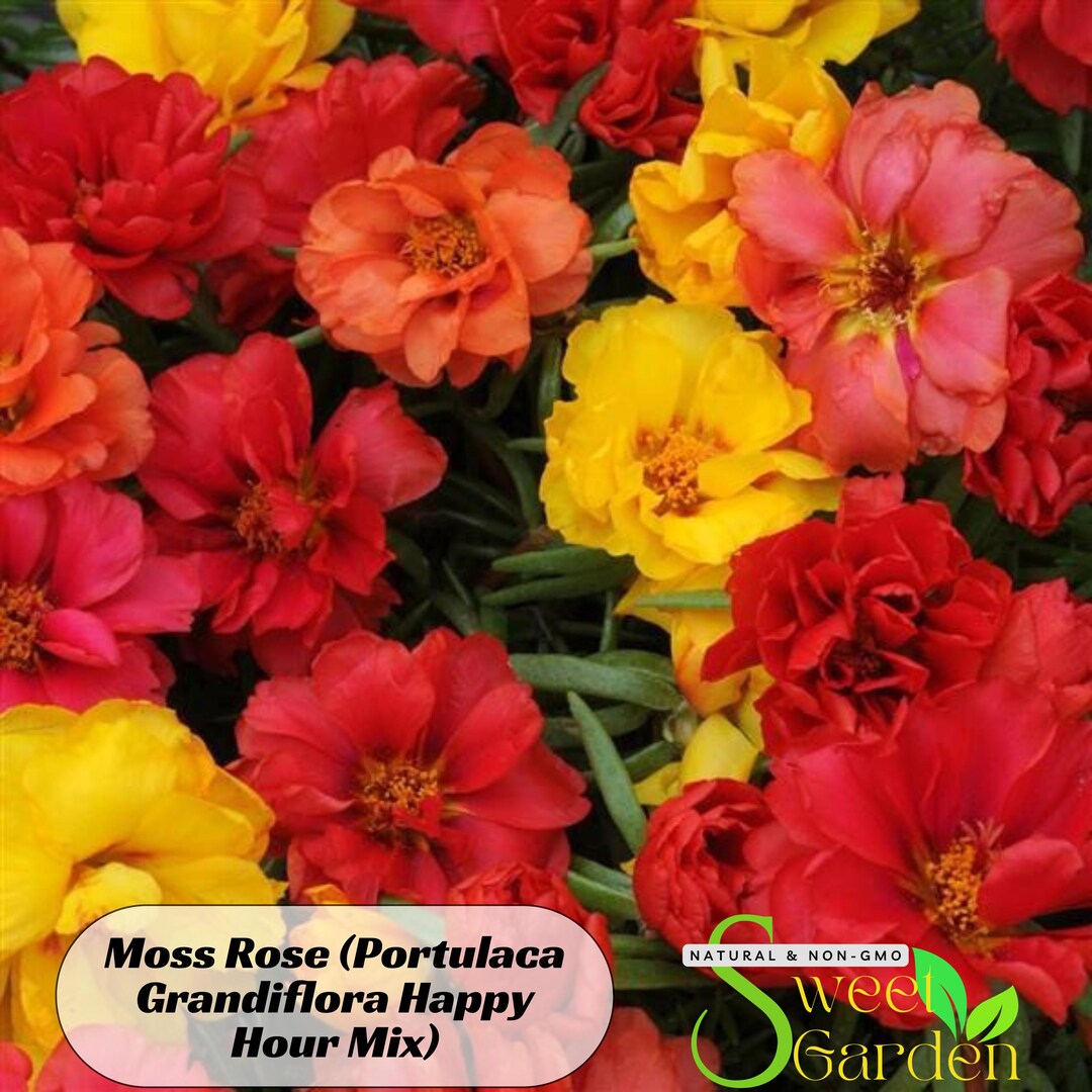 Moss Rose (portulaca Grandiflora Happy Hour Mix) Seeds -purslanes Seeds ...
