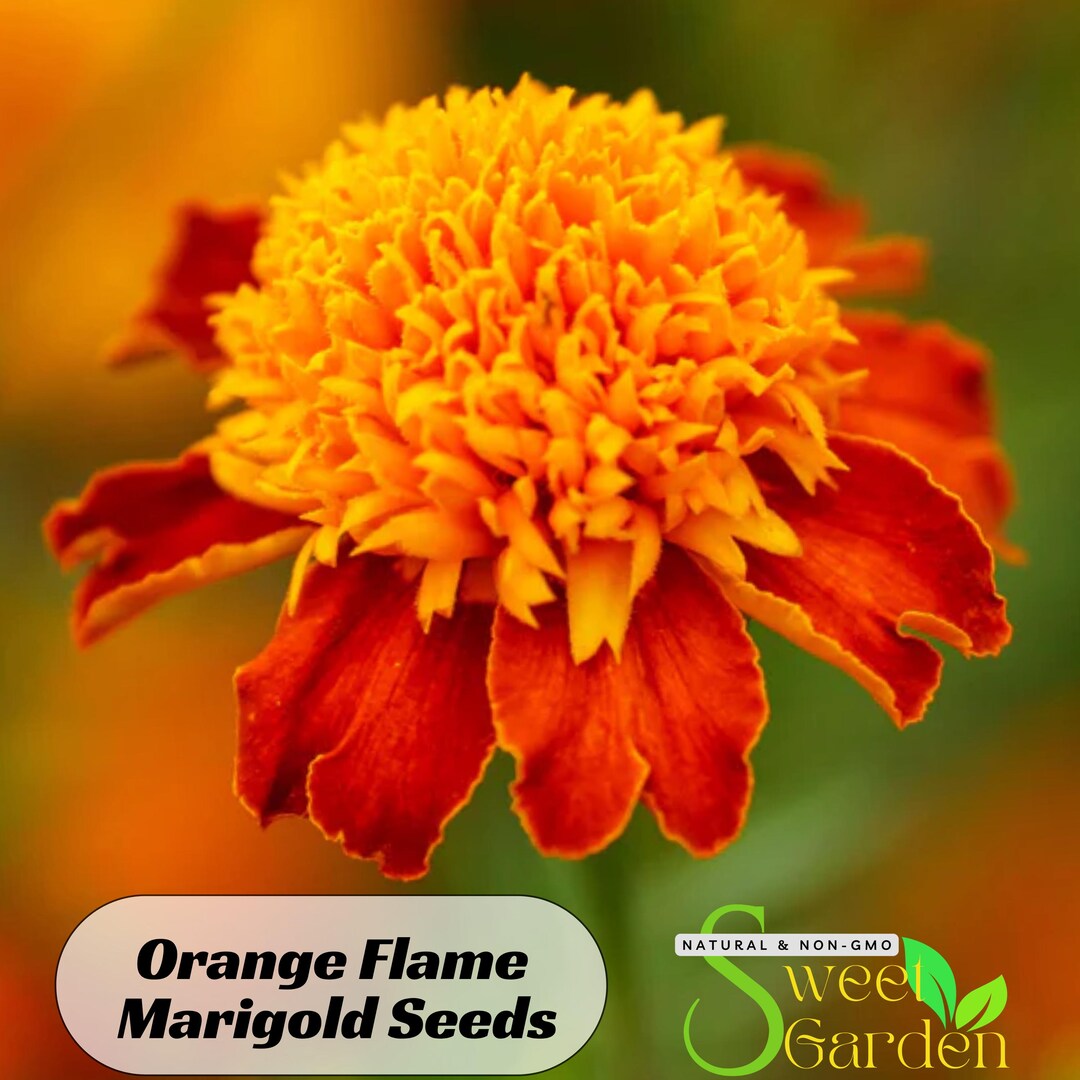 Orange Flame Marigold Seeds - Edible -open-pollinating - Potted -draft ...