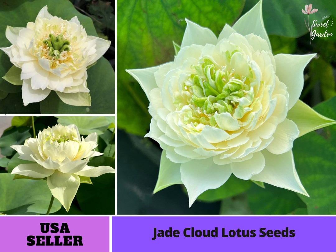 5 Rare Seeds Jade Cloud Lotus Seeds Indian Lotus nelumbo Nucifera Seeds ...