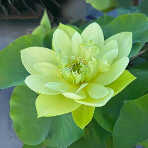 5+ Rare Seeds| Jade in Jingling Lotus Seeds - Indian Lotus (nelumbo ...