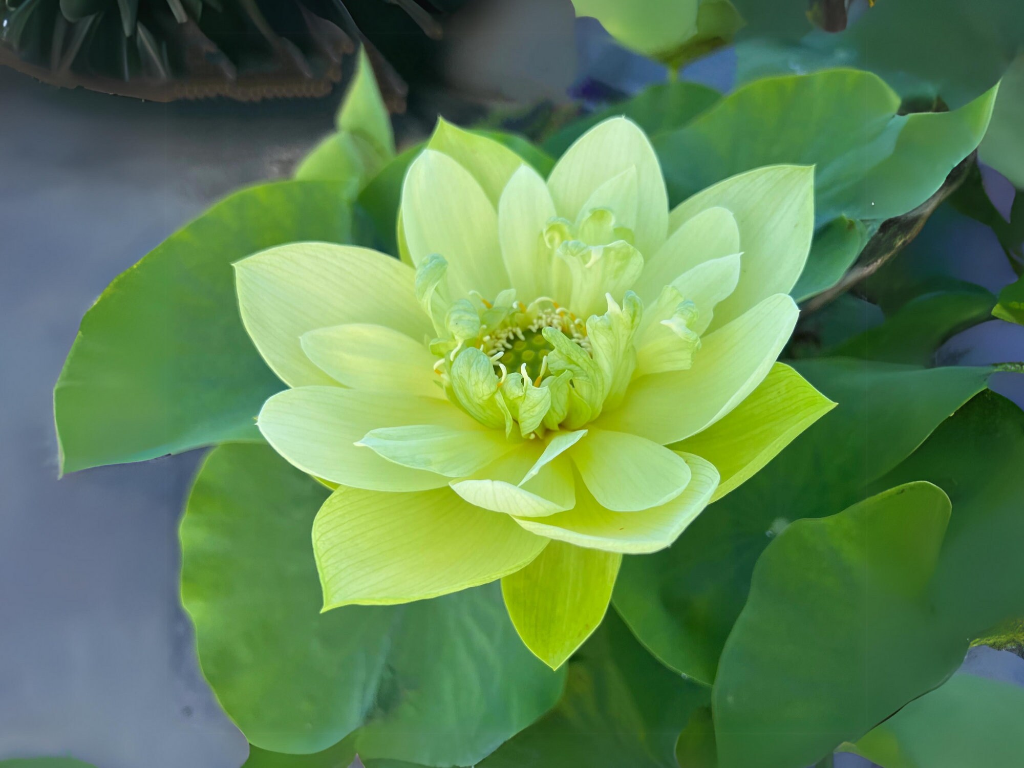 5+ Rare Seeds| Jade in Jingling Lotus Seeds - Indian Lotus (nelumbo ...