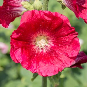 Mars Magic Light Red Hollyhock - Alcea Rosea Seeds - Perennial ...