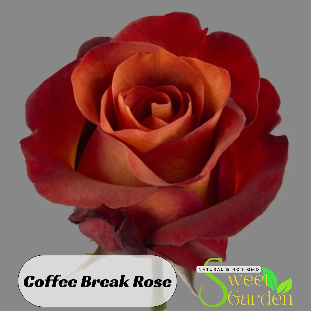 Coffee Break Rose Seeds - Perennial - Authentic Seeds - Flowers - Easy ...