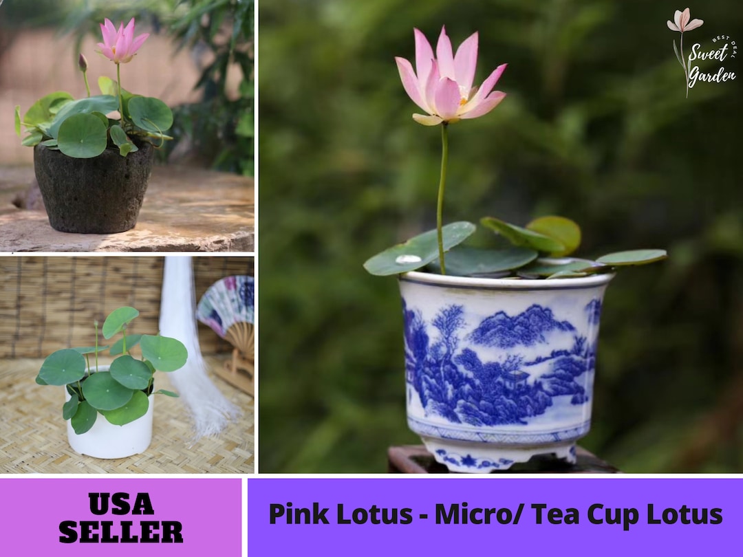 5 Rare Seeds Pink Lotus Micro/ Tea Cup Lotus Seeds Indian Lotus nelumbo Nucifera Seeds Flower ...