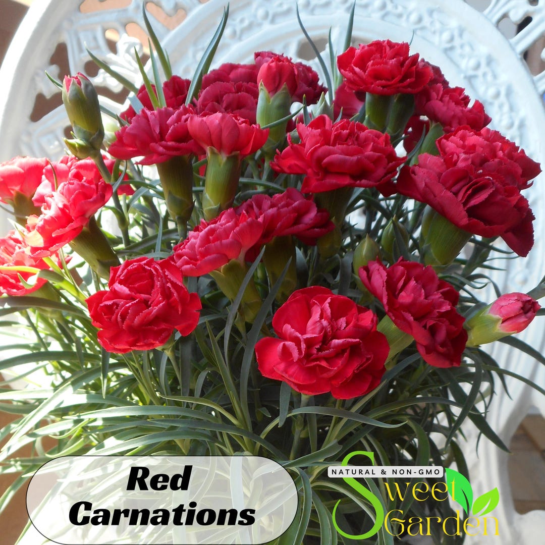 Red Carnations - Dianthus Seeds - Authentic Seeds - Dianthus ...
