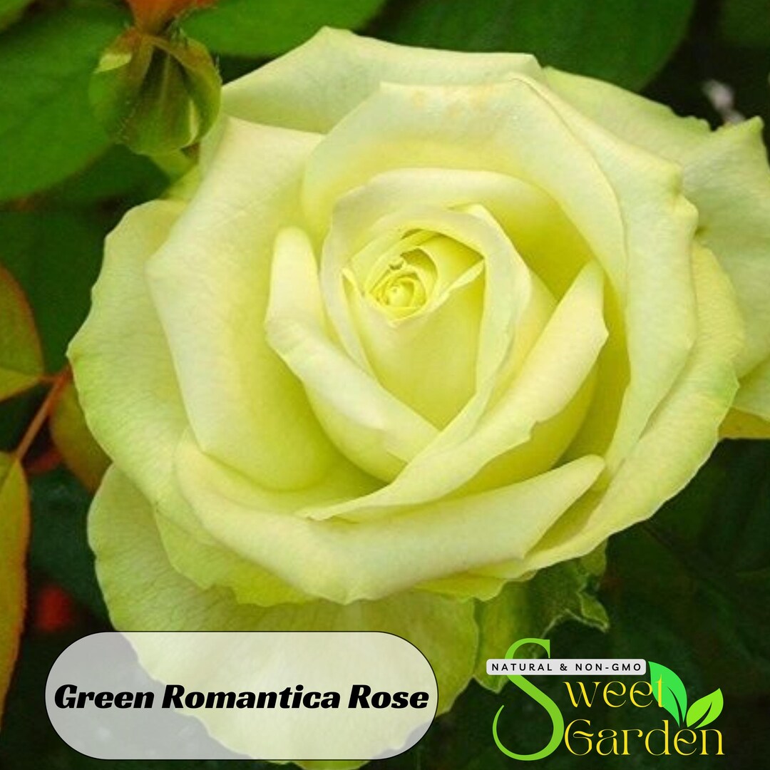 Bright Green Rose Seeds - Perennial - Authentic Seeds - Flowers - Easy ...