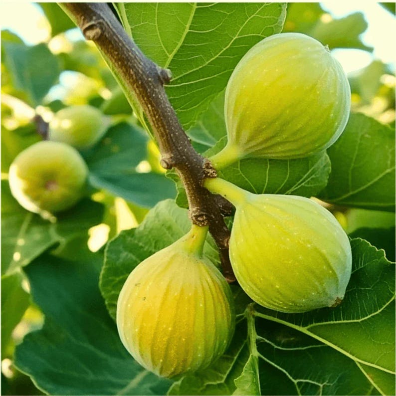 25s| Kadota Fig Seeds – Ficus Carica – Organic Fruit Seeds – Sweet ...