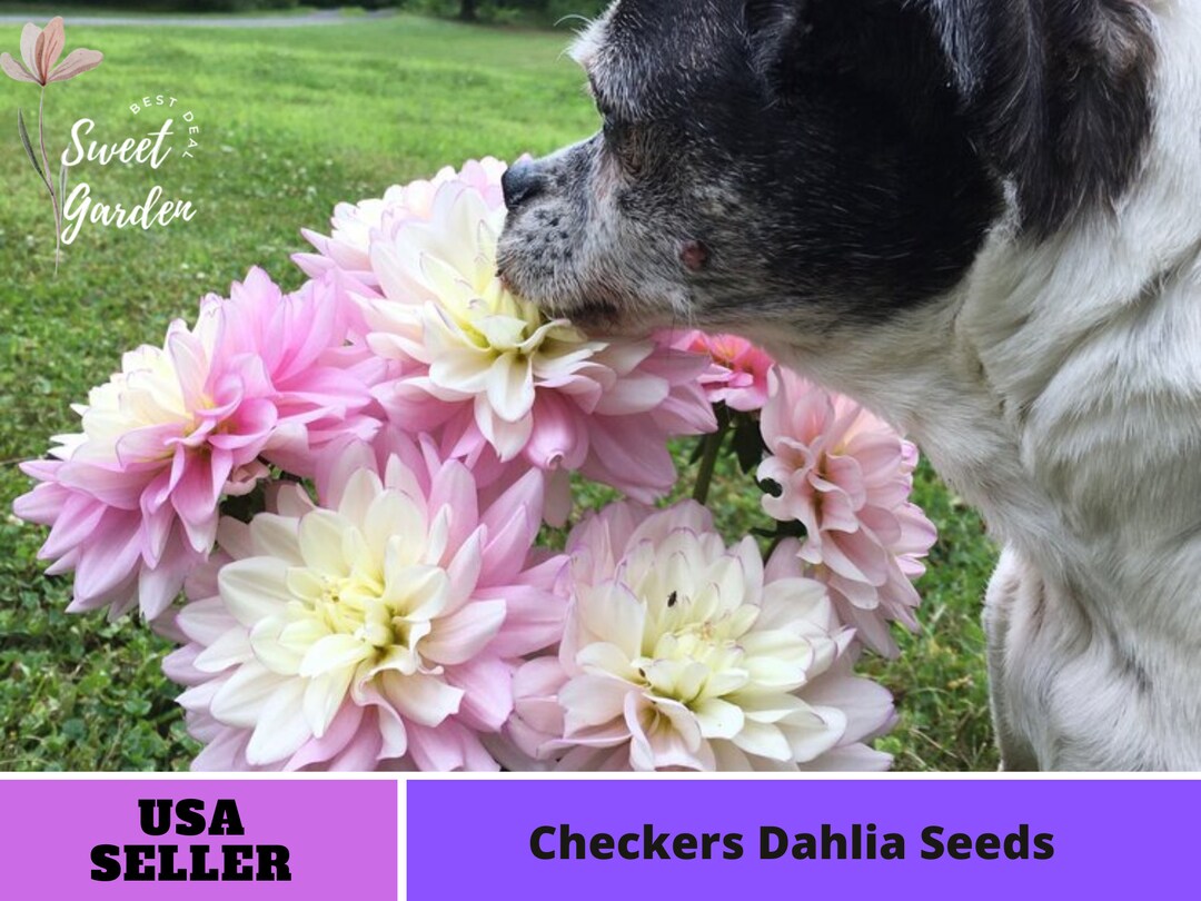 Charlotte Mae Dahlia Perennial Seeds perennial authentic Seeds-flowers ...