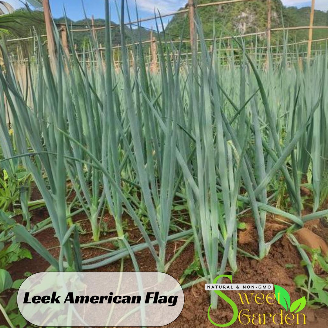 210 Seeds Leek, American Flag Seeds, Authentic Seeds GMO Free ...