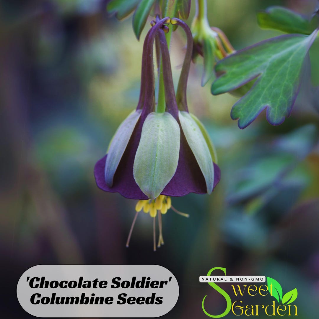Chocolate Soldier' Columbine Seeds - Cold Resistant - Deciduous ...