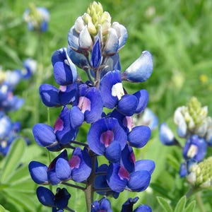 Lupinus Texensis (texas Bluebonnet) Seeds- Lupinus - Bluebonnet ...