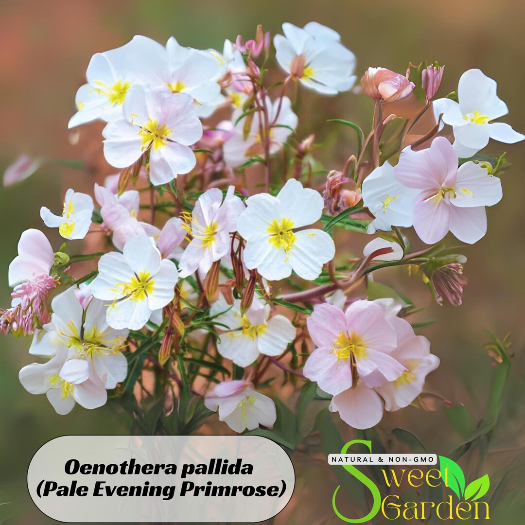 Oenothera Pallida (pale Evening Primrose) Seeds - Suncups - Herb ...