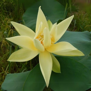 5+ Rare Seeds| Apricot Yellow Lotus Seeds - Indian Lotus (nelumbo ...