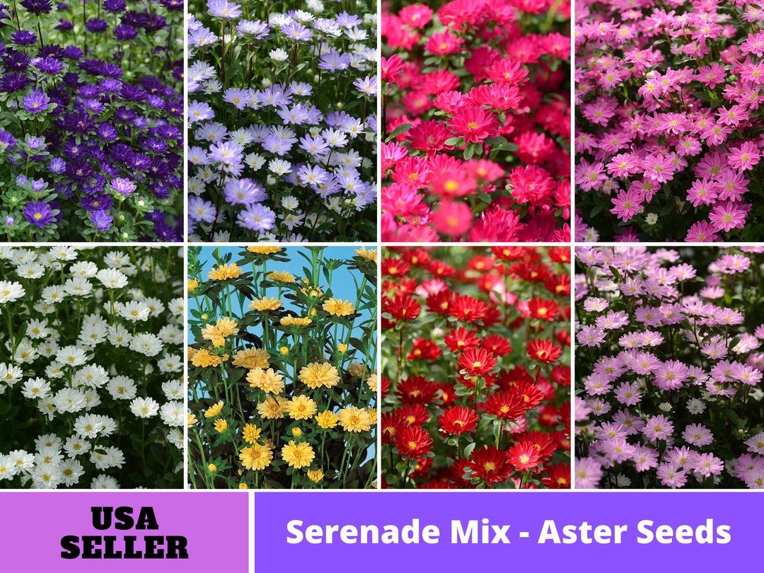 Serenade Mix Aster Seeds Perennial authentic Seeds vegetable Seeds-mix ...