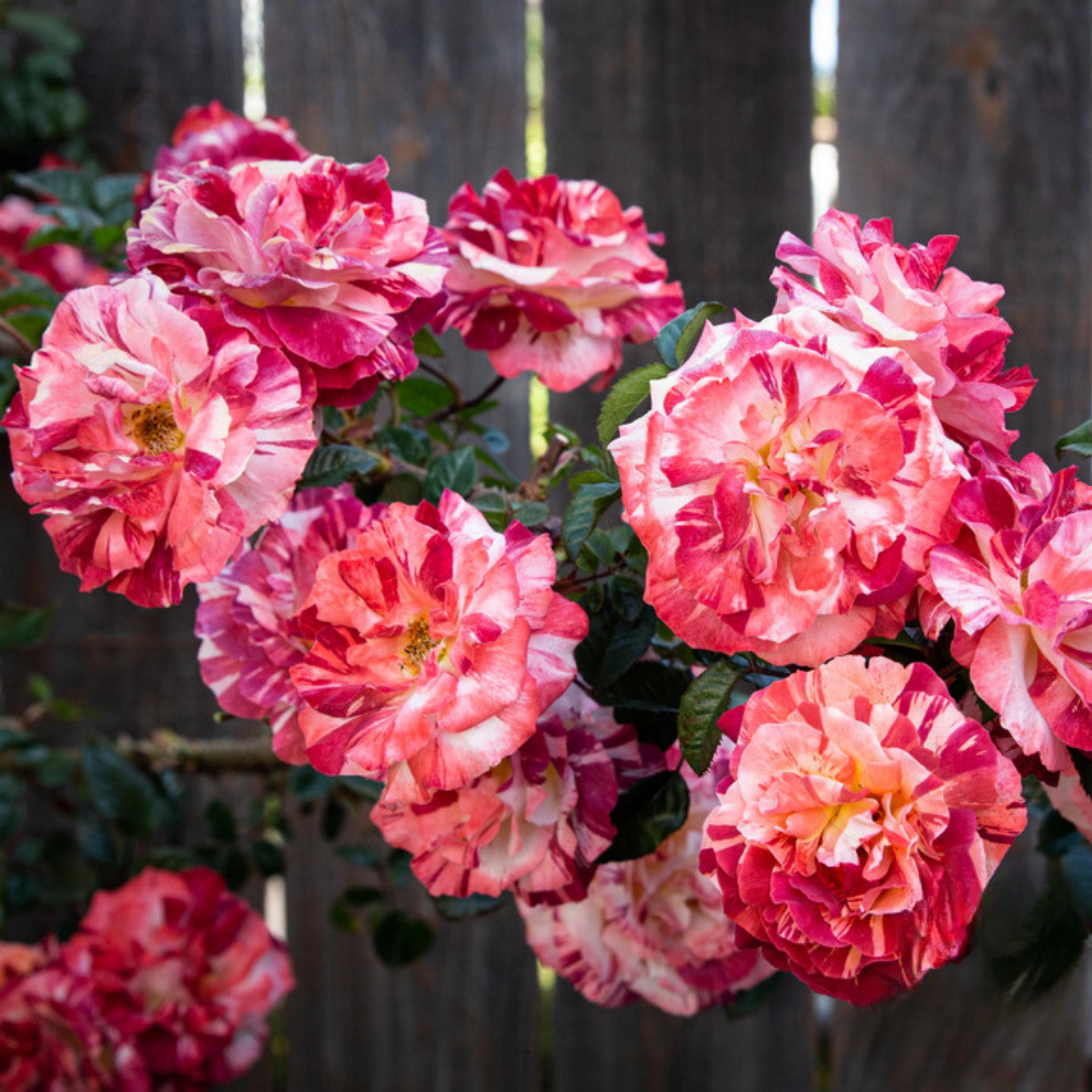 Tropical Lightning Climbing Rose Seeds - Exotic Perennial Flowers - Etsy