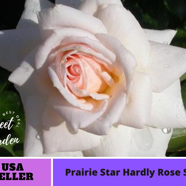 Prairie Rose - Etsy