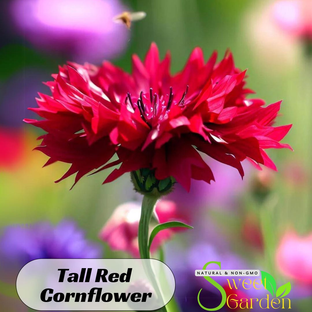 110 Seeds|tall Red Cornflower Seeds-perennial -authentic Seeds-flowers ...