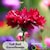 Twilight Rose Seed Flower Dark Red Flower Perennial Authentic Seeds ...