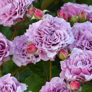 コリン クレイヴン - Colin Craven Rose Seeds - Perennial - Authentic Seeds ...