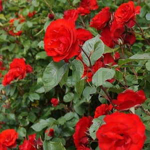 Red Rose Seeds Perennial Authentic Seeds Flowers Easy to Grow Climbing ...