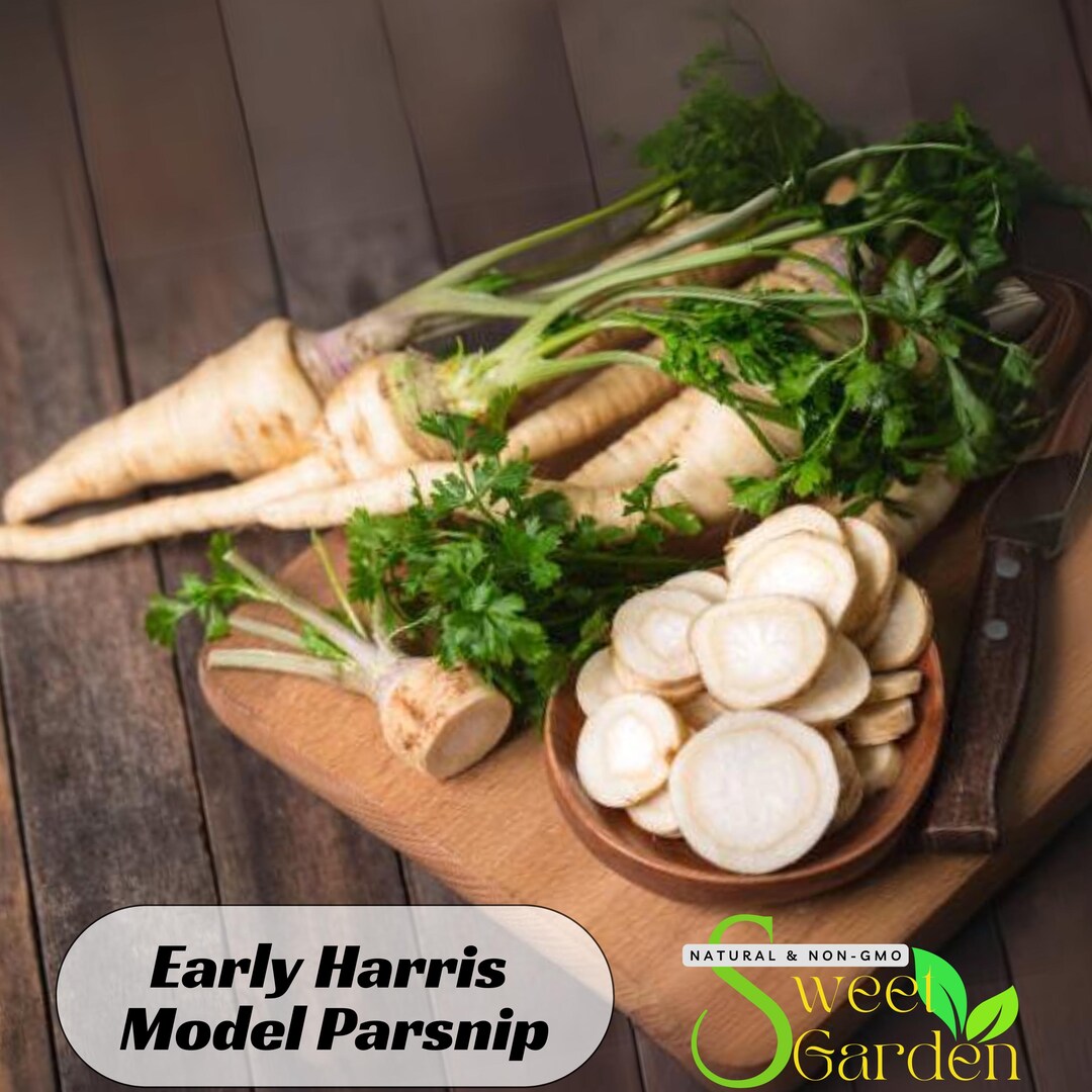 40 Seeds| Early Harris Model Parsnip Seeds -perennial -authentic Seeds ...