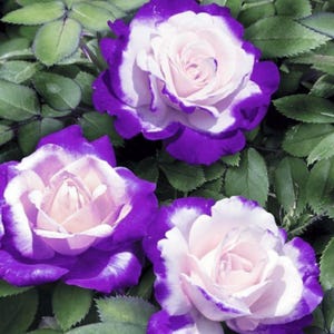Purple Haze Rose Seeds - Perennial - Authentic Seeds - Flowers - Easy ...