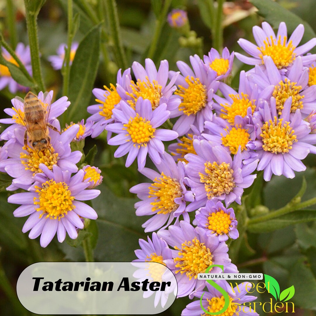 Tatarian Aster - Perennial -authentic Seeds -vegetable Seeds-mix Seeds for Plant-b3g1#8046 - Etsy