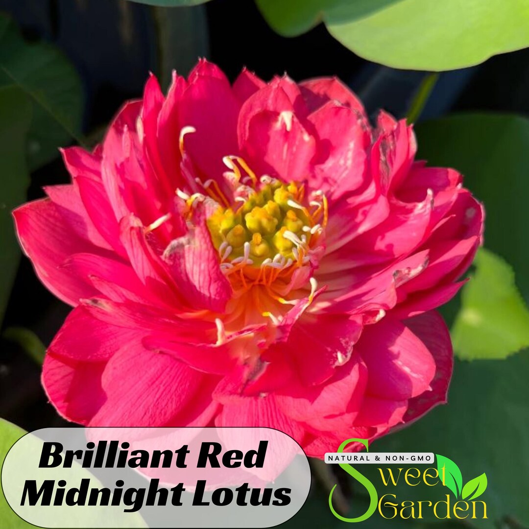 5+ Rare Seeds| Brilliant Red Midnight Lotus Seeds - Red Commander Lotus ...