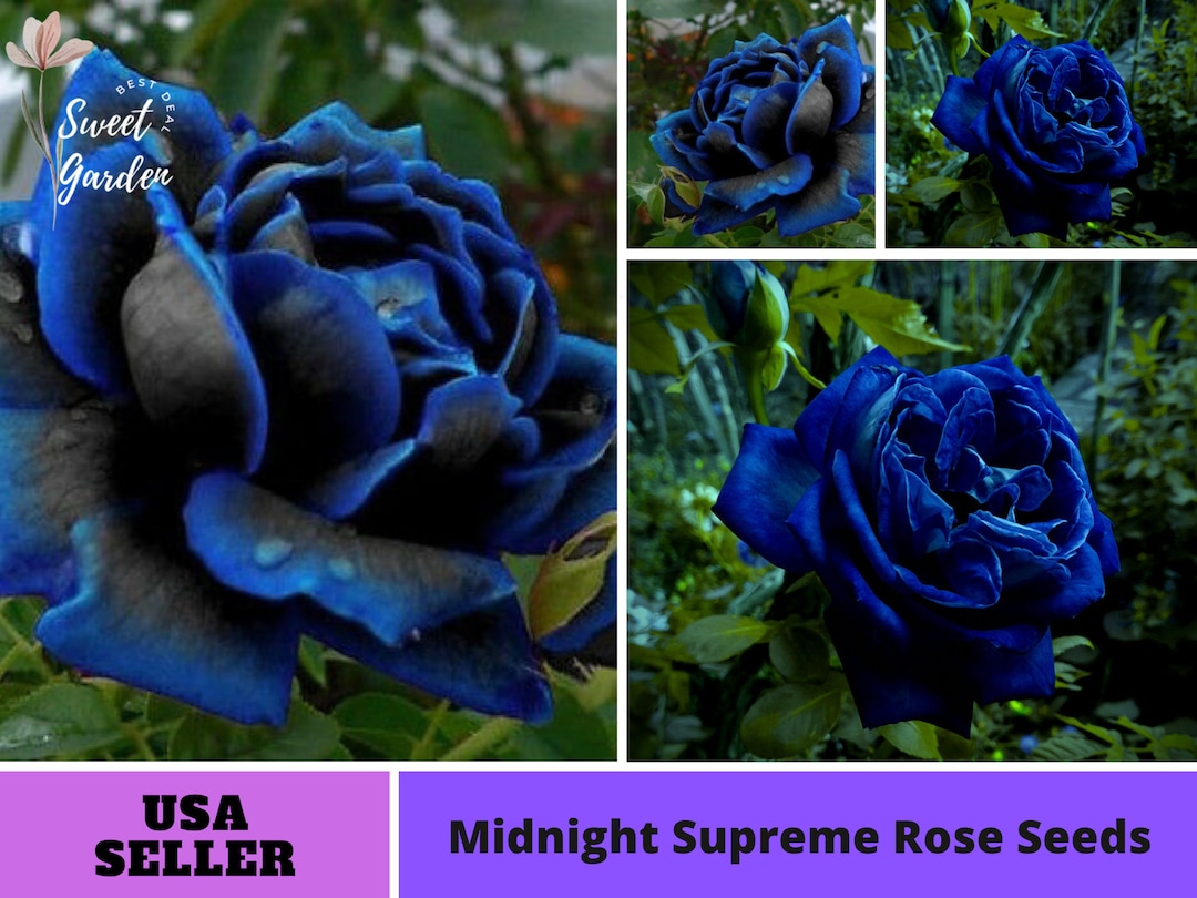 Midnight Supreme Rose Seeds-perennial authentic Seeds-flowers organic ...