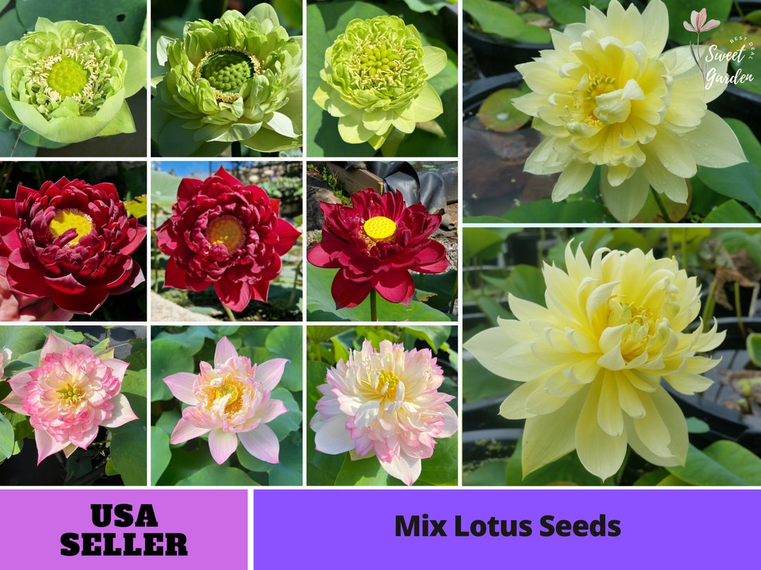 5 Rare Seeds Mix Lotus Seeds Indian Lotus nelumbo Nucifera Seeds Easy ...