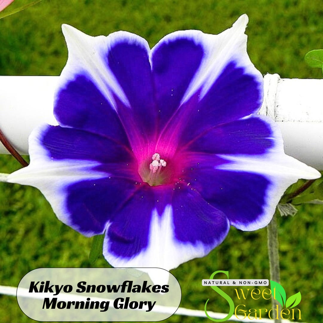 Kikyo Snowflakes Morning Glory Seeds - Authentic Seeds, Annual, Flowers ...
