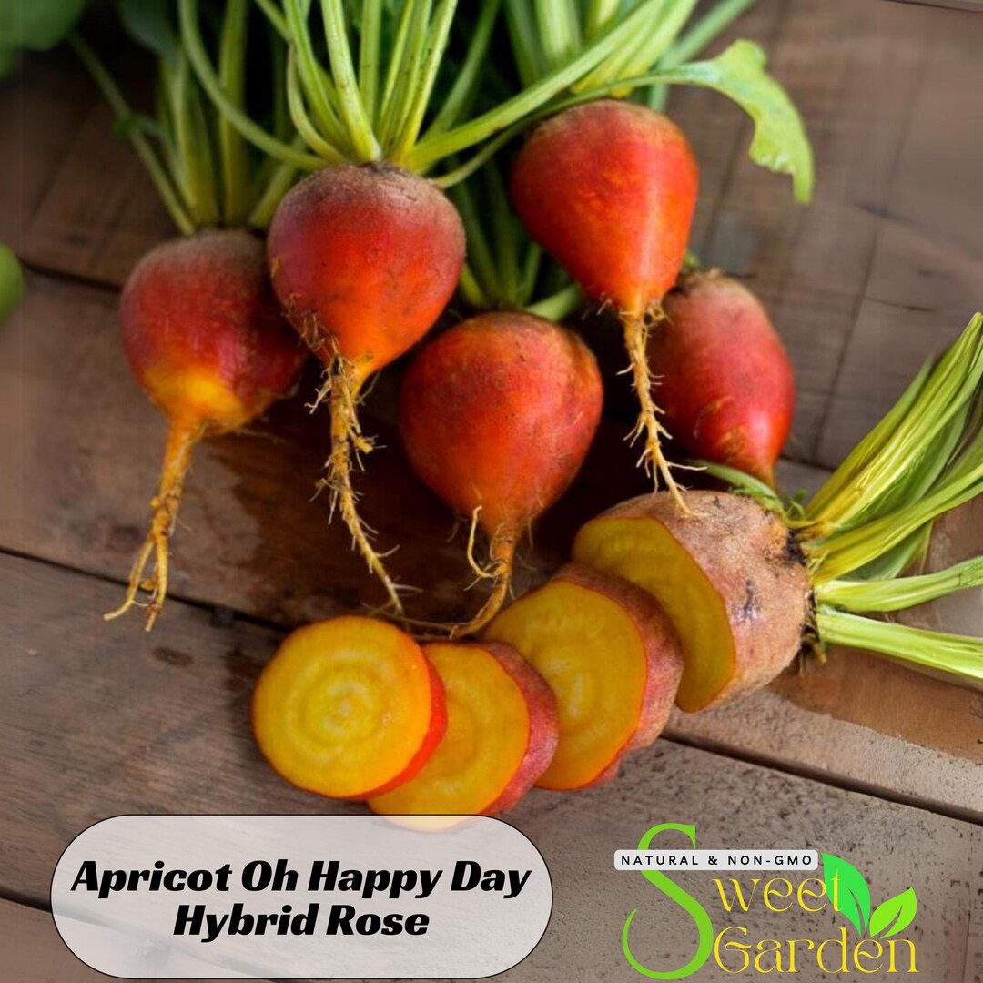 30 Seeds| Touchstone Gold Beet Seeds -perennial -authentic Seeds ...