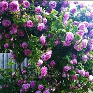 Purple Climbing Rose Seeds - Perennial - Authentic Seeds - Flowers ...