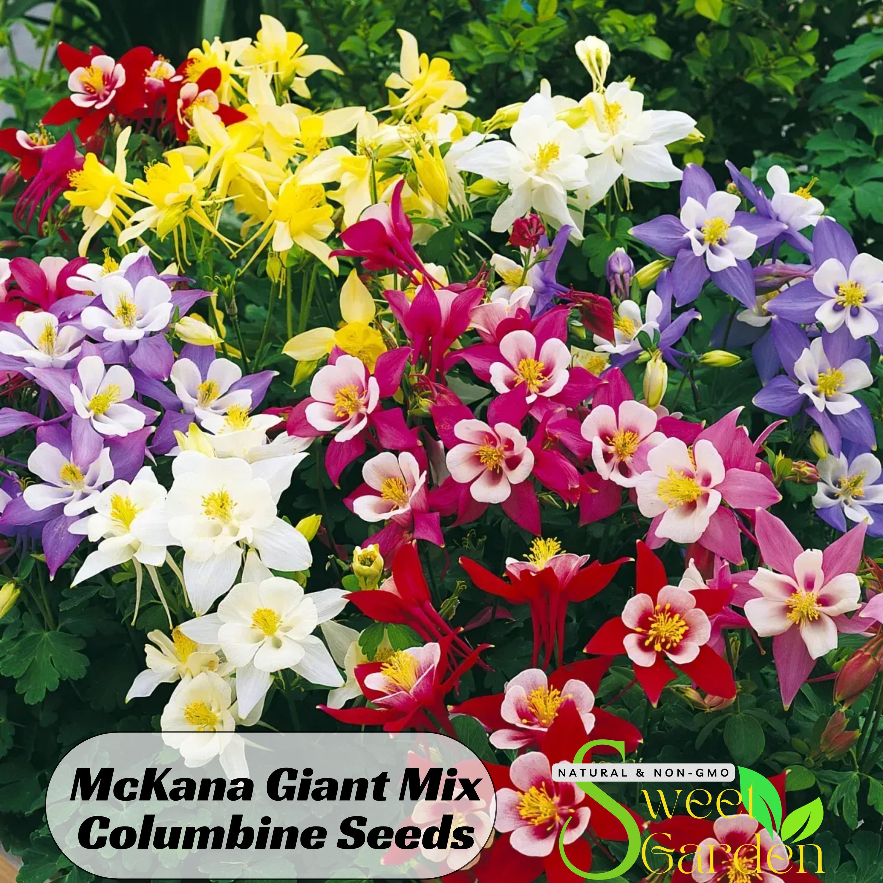 Mckana Giant Mix Columbine Seeds - Cold Resistant - Deciduous - Potted ...