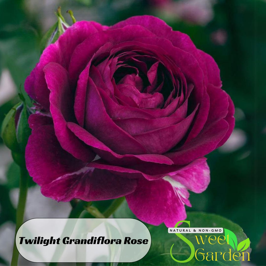 Twilight Rose Seed Flower Dark Red Flower - Perennial - Authentic Seeds ...