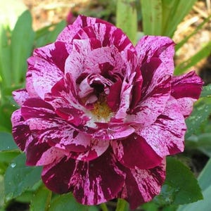 Tiger Stripes Rose Seeds - Perennial - Authentic Seeds - Flowers - Easy ...