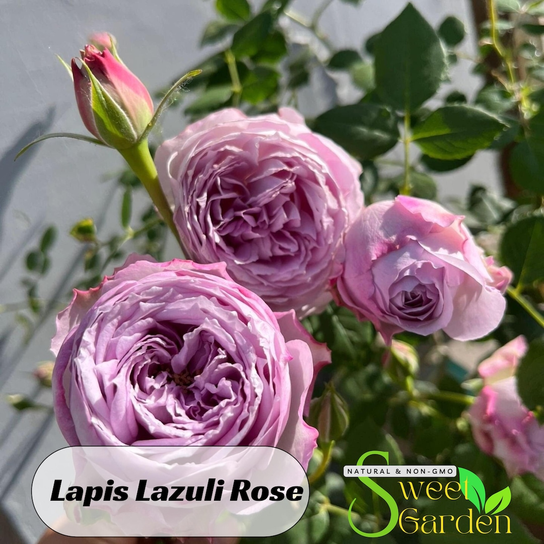 Lapis Lazuli Rose Seeds - Perennial - Authentic Seeds - Flowers - Easy ...