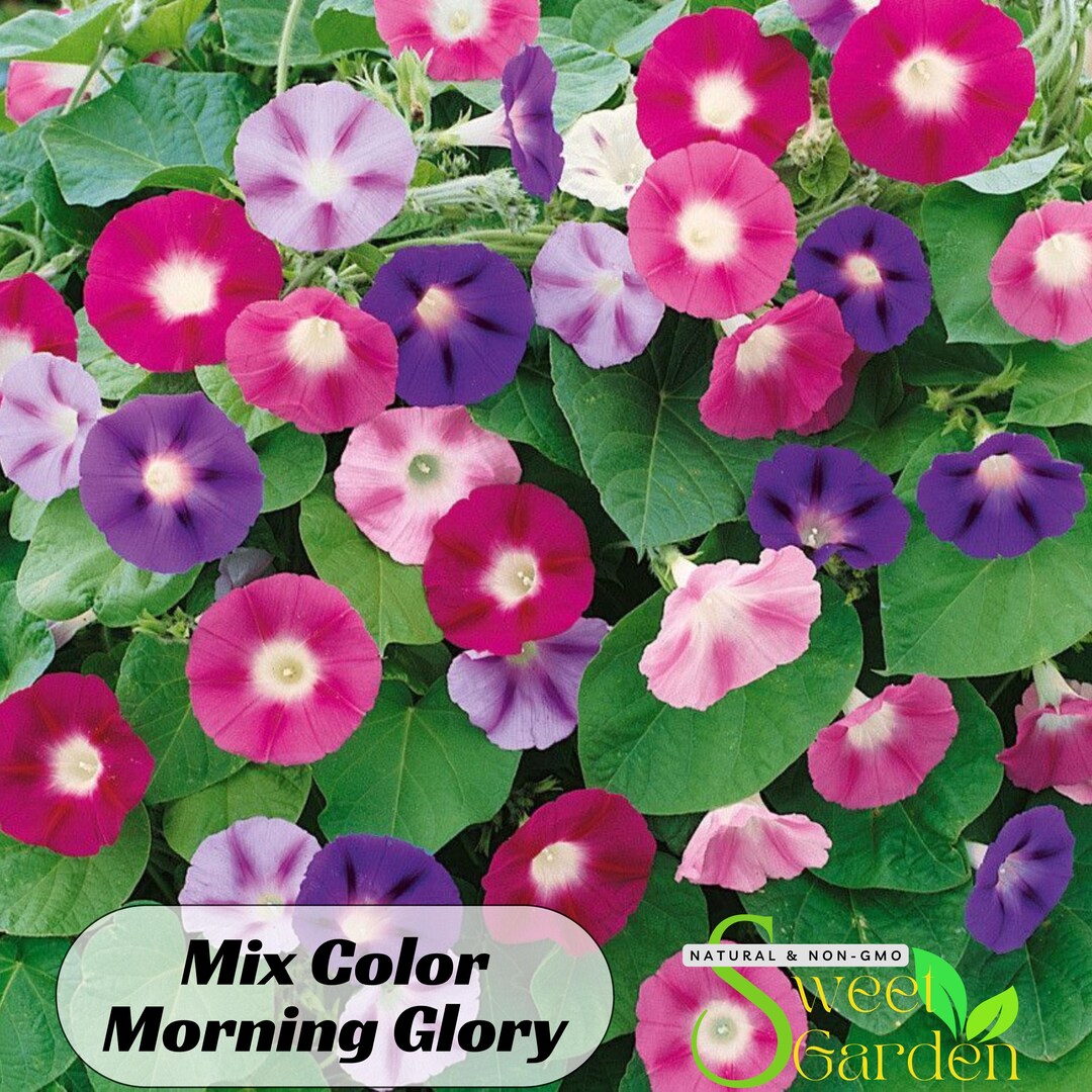 Mix Color Morning Glory Flower Seeds #F005 [authentic Seeds, Annual ...