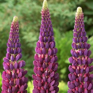Masterpiece Lupine Seeds – Heirloom Bluebonnet Flower - Etsy