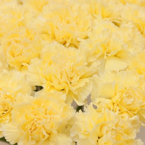 Yellow Carnations - Dianthus Seeds - Authentic Seeds - Dianthus ...