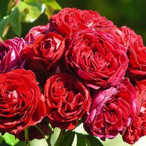 Monalisa Rose Seeds - Perennial - Authentic Seeds - Flowers - Easy to ...