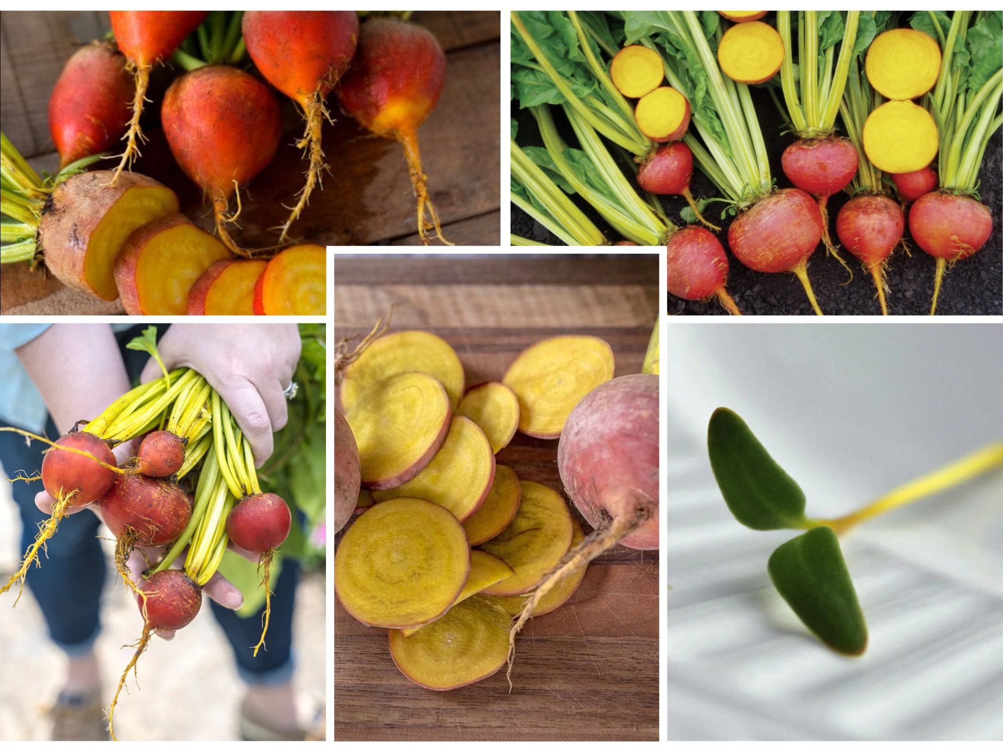 30 Seeds Touchstone Gold Beet Seeds Authentic Seeds - Etsy