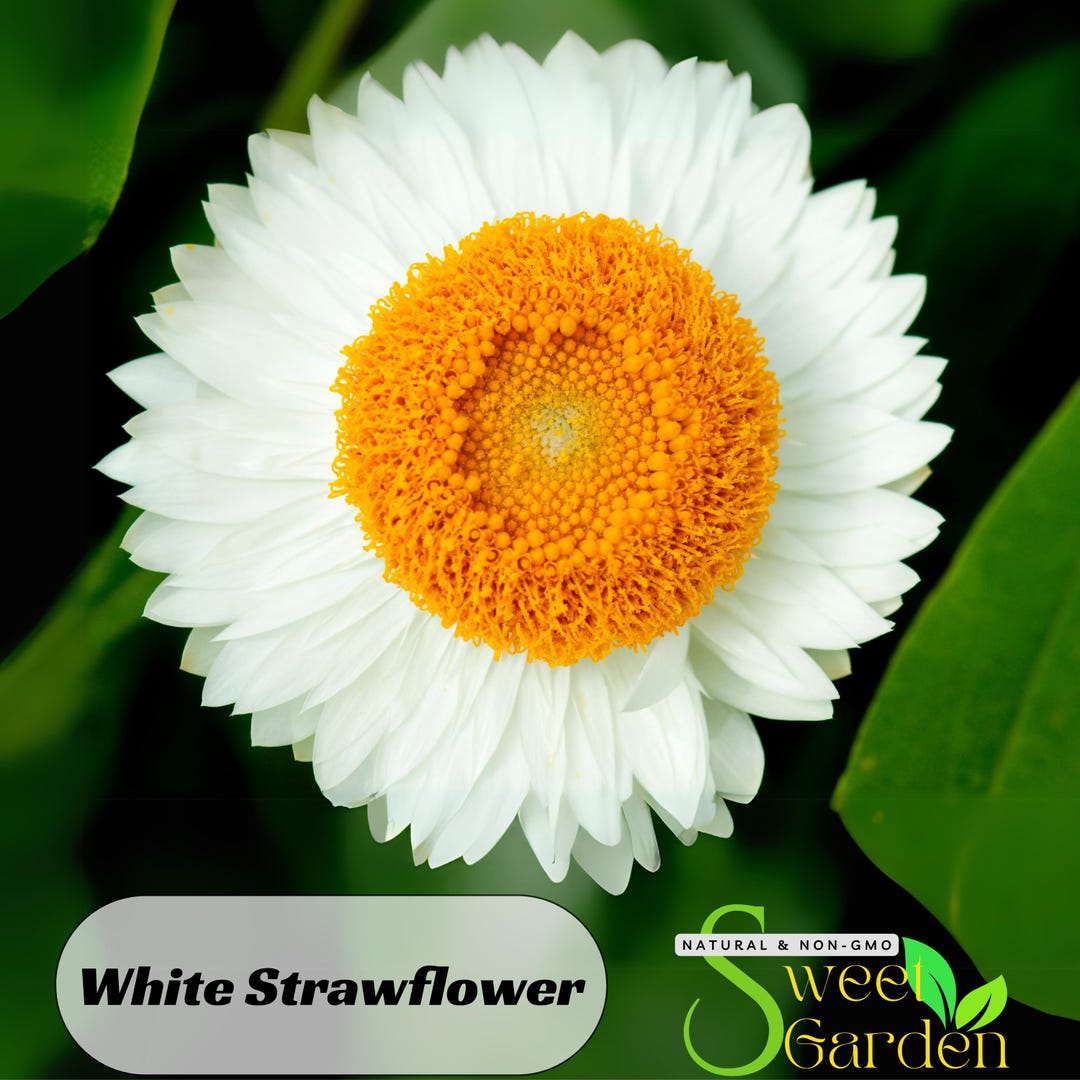 100s|white Strawflower Seeds - Perennial - Authentic Seeds - Summer ...