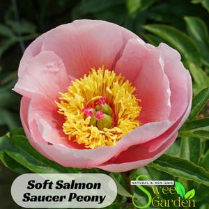 10+ Seeds| Soft Salmon Saucer Peony Seeds - Perennial - Authentic Seeds ...