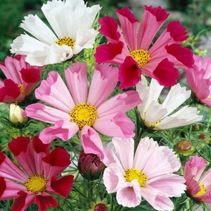 50s|seashells Mix Cosmos Seeds - Annual - Authentic Seeds - Flowers ...