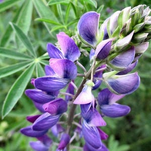 Lupinus Rivularis (riverbank Lupine) Seeds- Lupinus - Bluebonnet ...