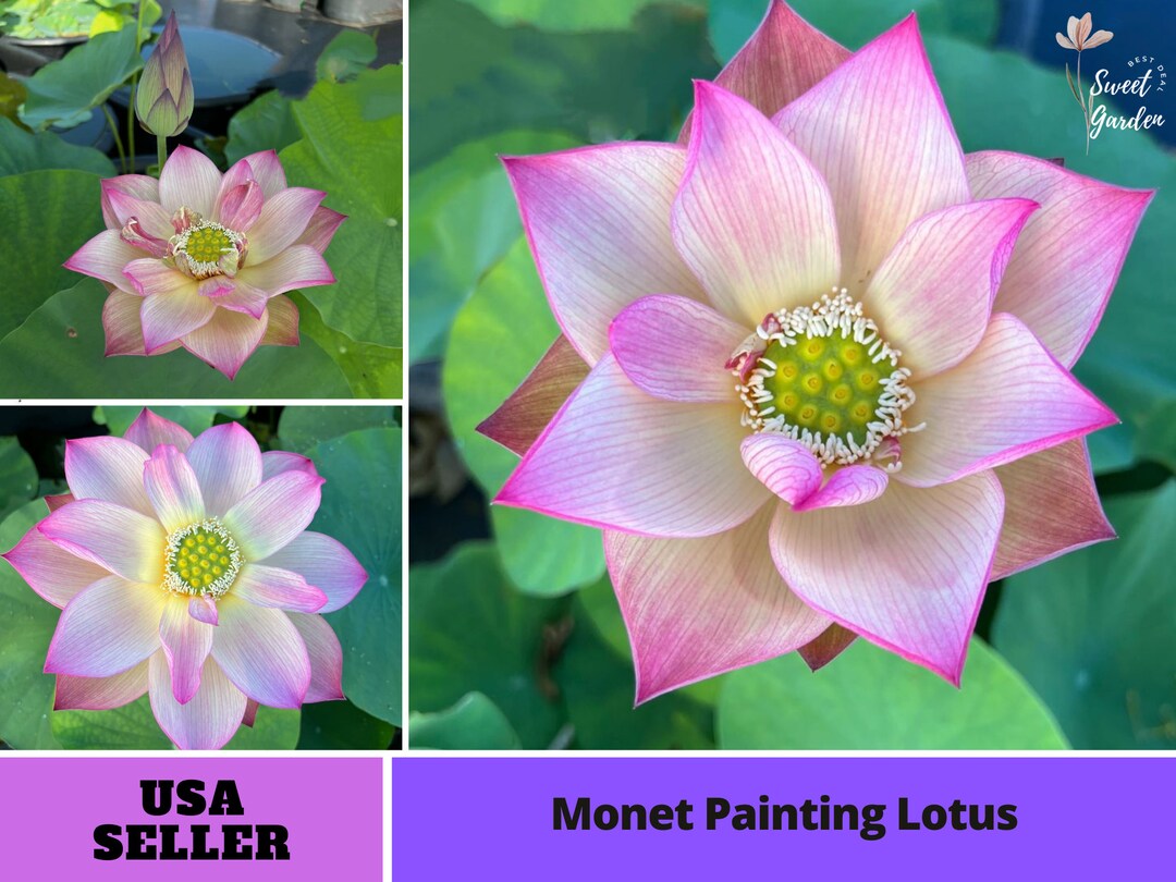 5 Rare Seeds Monet Painting Lotus Seeds Indian Lotus nelumbo Nucifera ...