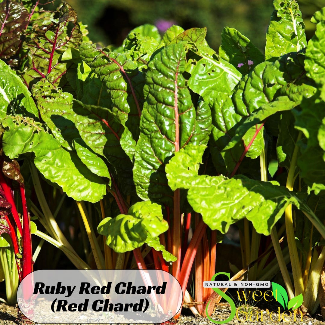Ruby Red Chard (red Chard) - Biennial - Edible - Cold Resistant - Fast ...