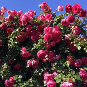 Pretty in Pink Climbing Rose Seeds - Perennial - Authentic Seeds ...